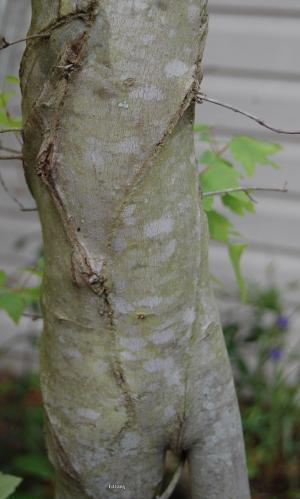 How to accomplish two trees into one? in the Trees and Shrubs forum ...