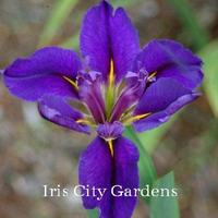 Photo of the bloom of Louisiana Iris (Iris 'Delta Star') posted by ...