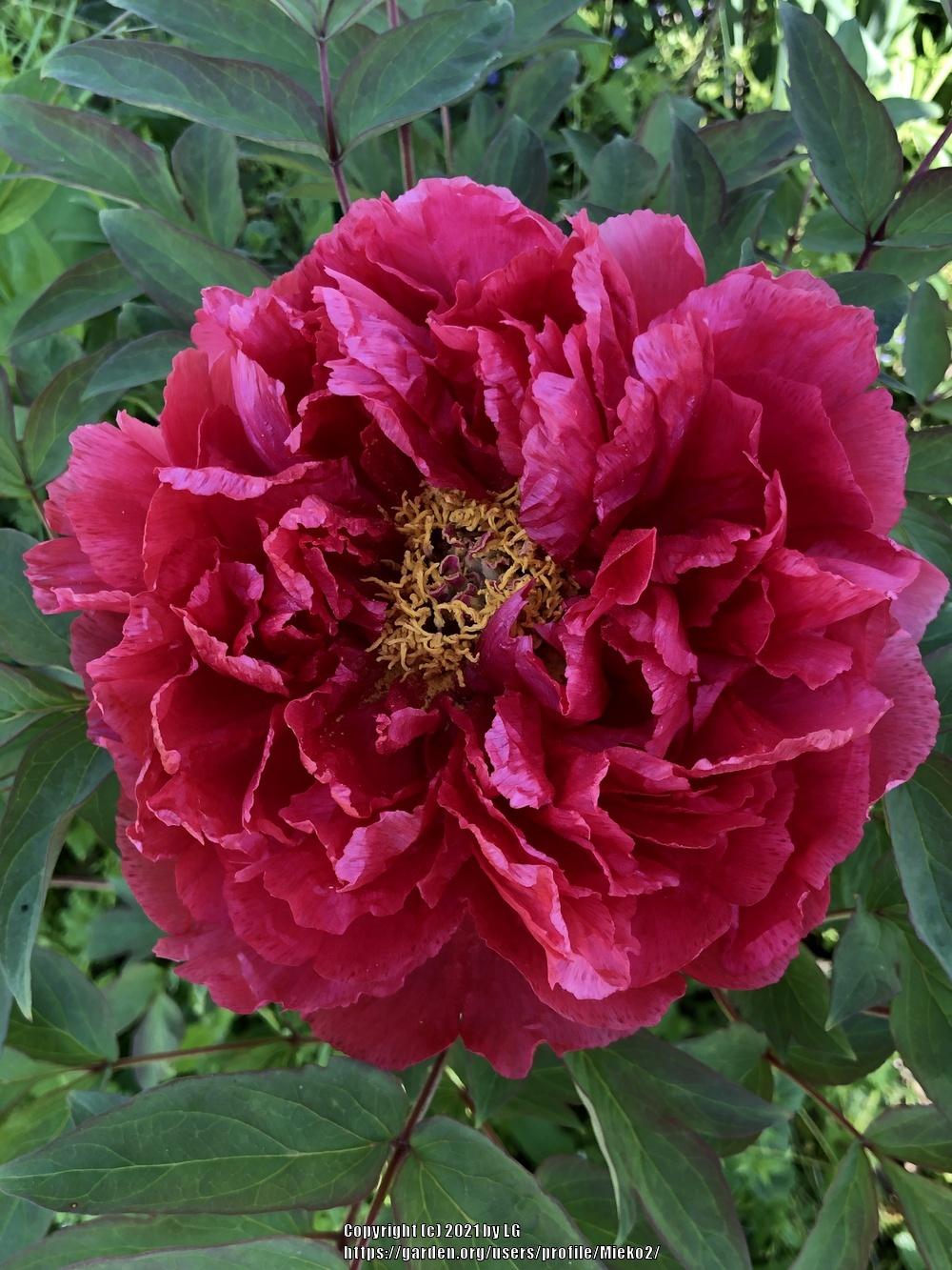 2021 Woody/Tree Peony Blooms in the Peonies forum - Garden.org