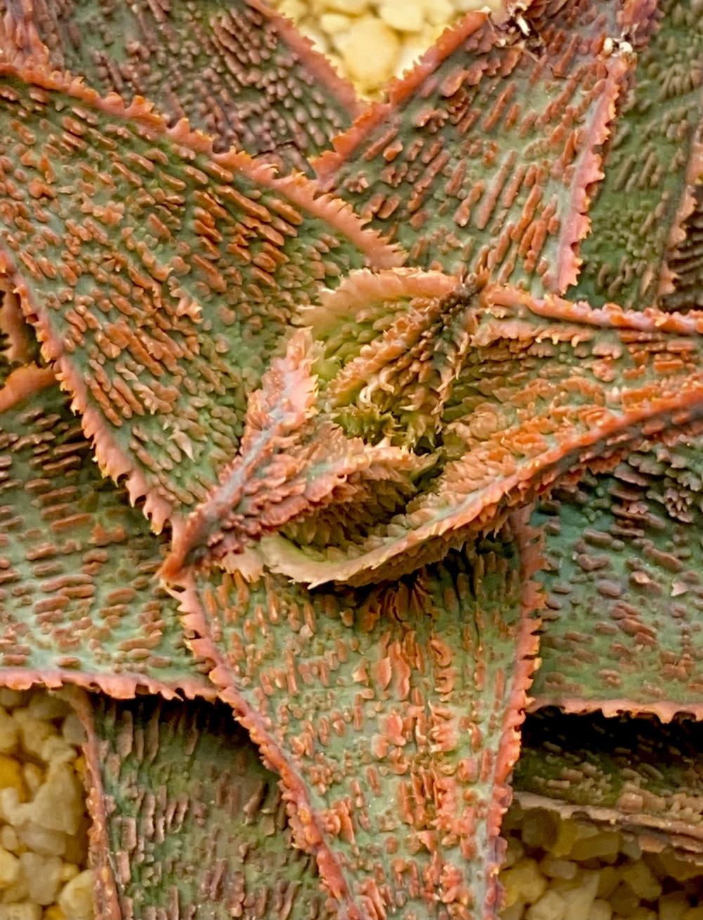 Aloe 'Vito' in the Aloes Database - Garden.org