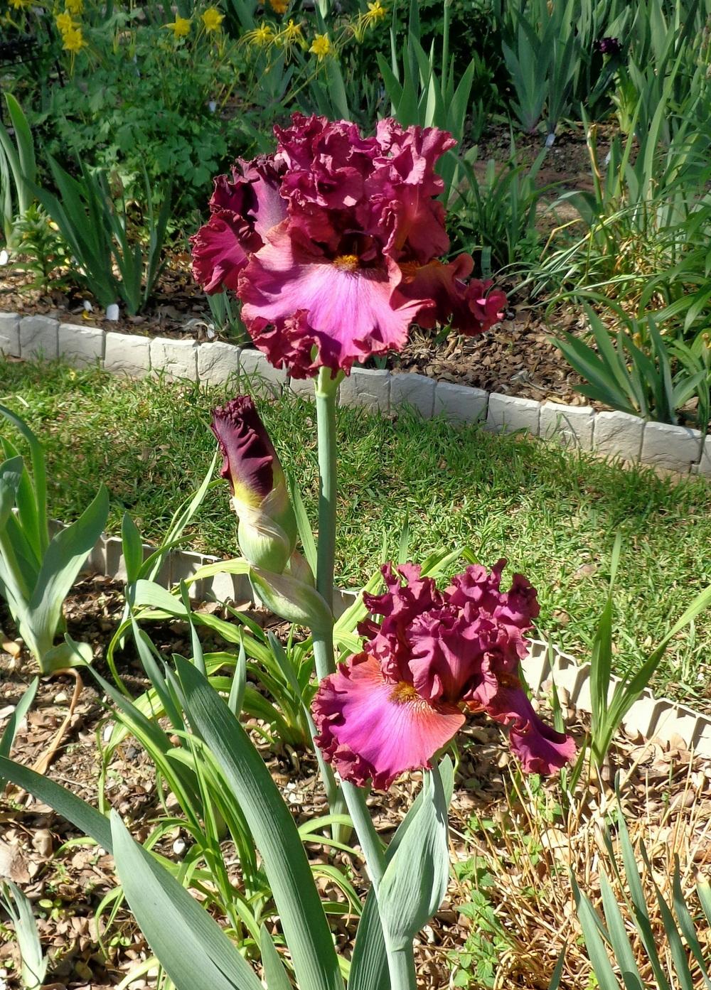 Photo of the entire plant of Tall Bearded Iris (Iris 'Ravishing Ruby ...