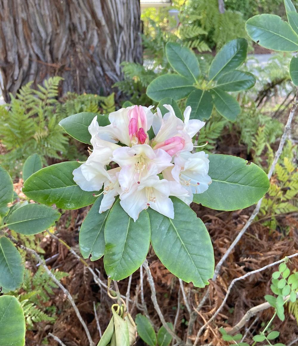 Photo of the bloom of Rhododendron 'Unique' posted by Calif_Sue ...