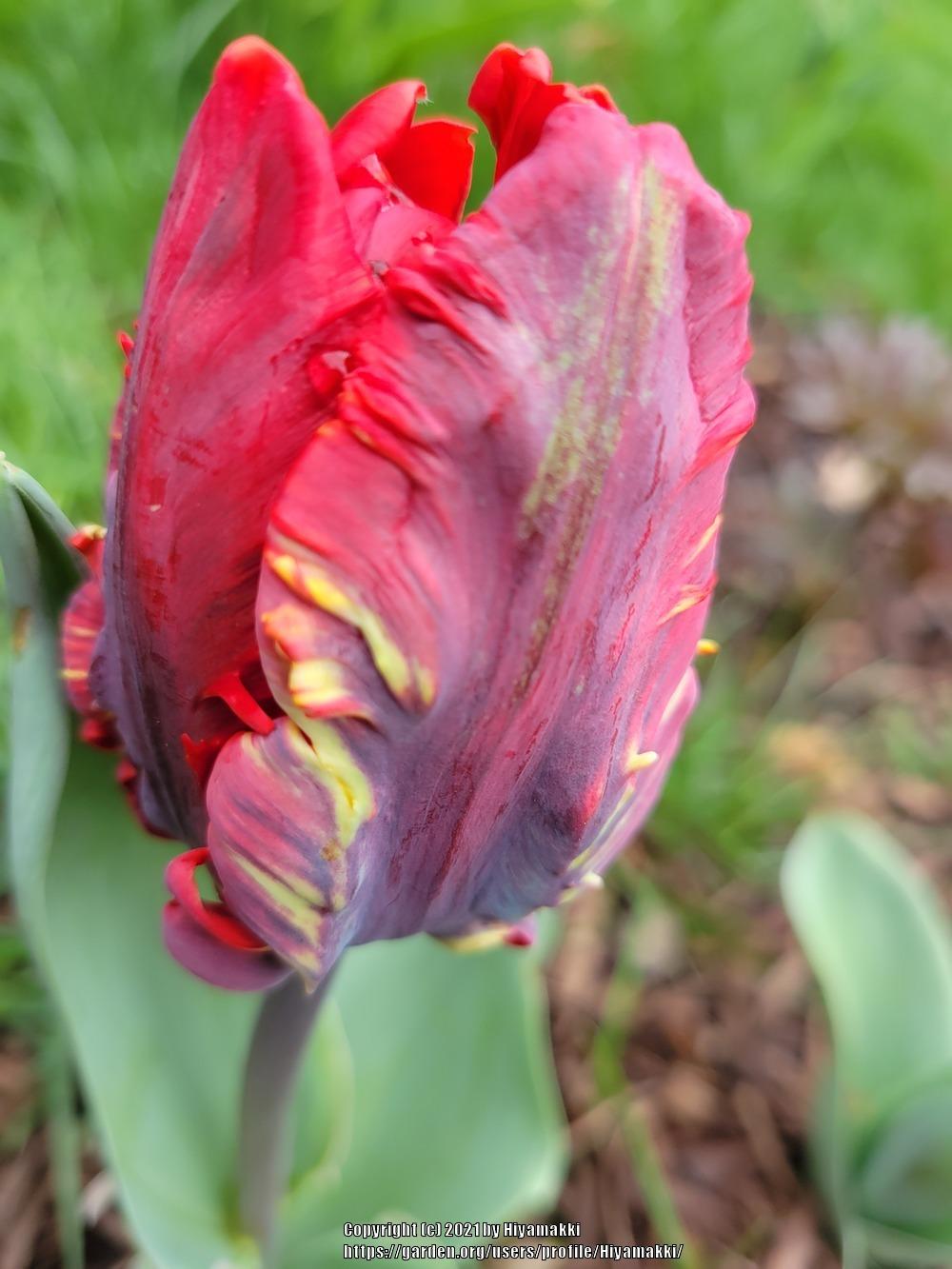 Parrot Tulip (Tulipa 'Rococo') in the Tulips Database - Garden.org