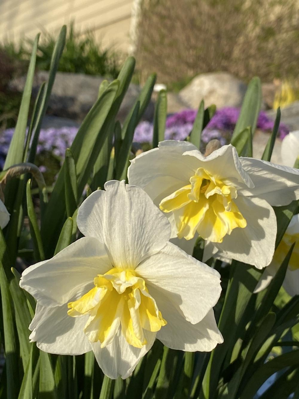 Split-Cupped Papillon Daffodil (Narcissus 'Lemon Beauty') in the ...
