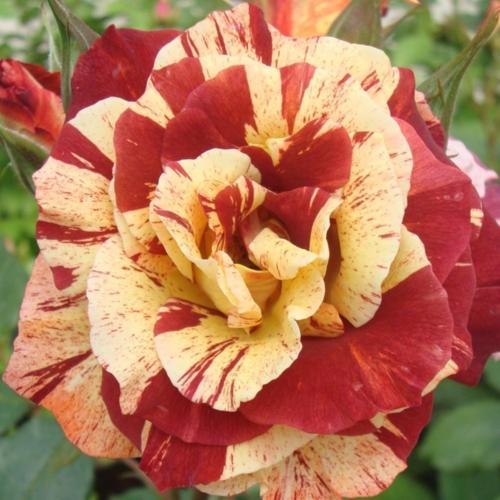 Rose (Rosa 'Tropical Lightning') in the Roses Database - Garden.org