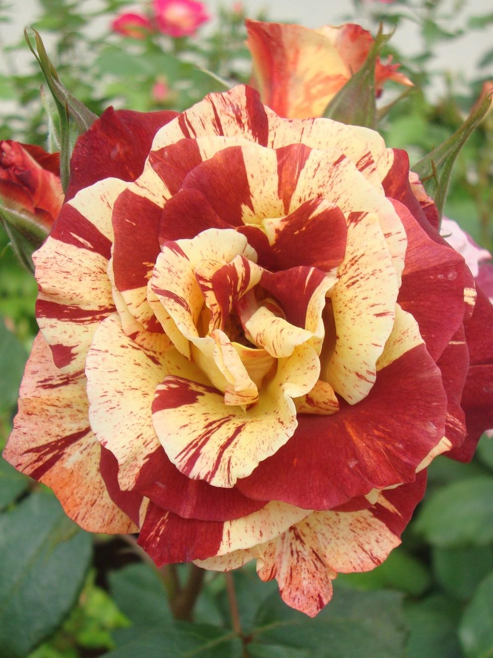 Rose (Rosa 'Tropical Lightning') in the Roses Database - Garden.org