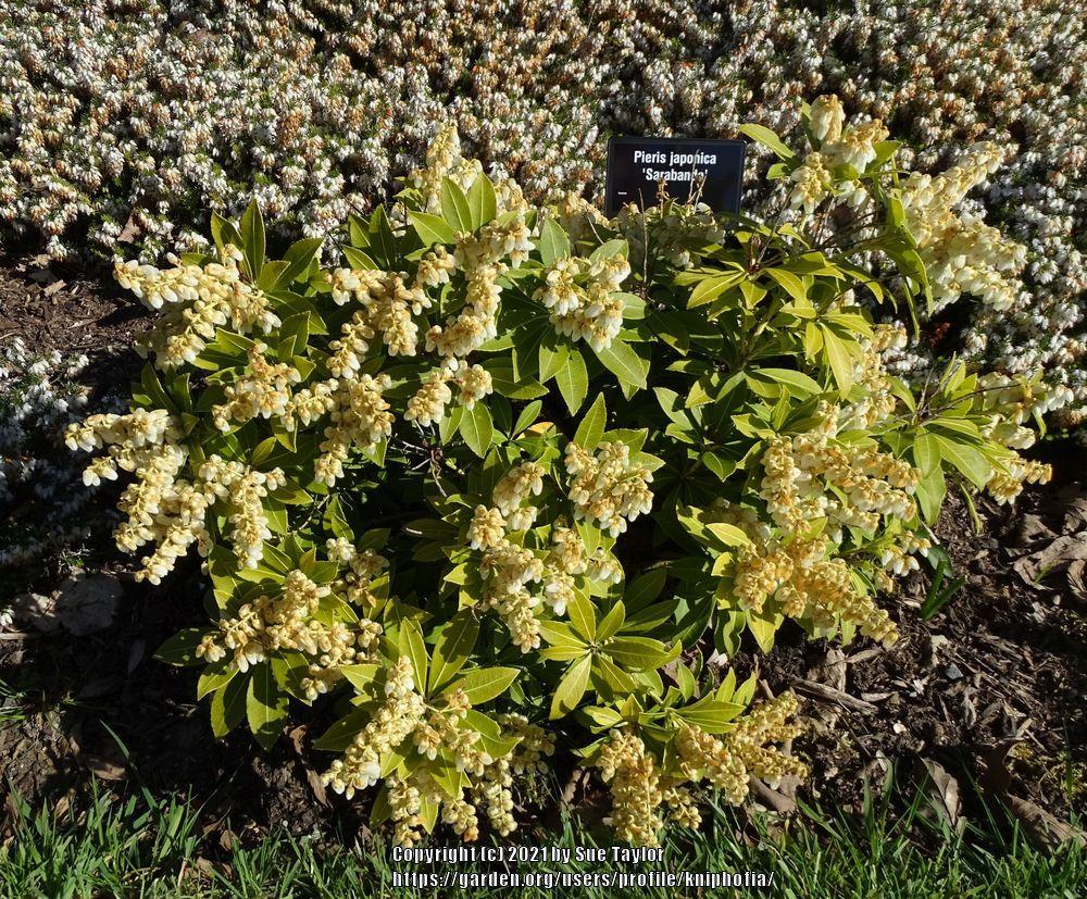 Dwarf Japanese Andromeda (Pieris japonica var. yakushimensis 'Sarabande ...