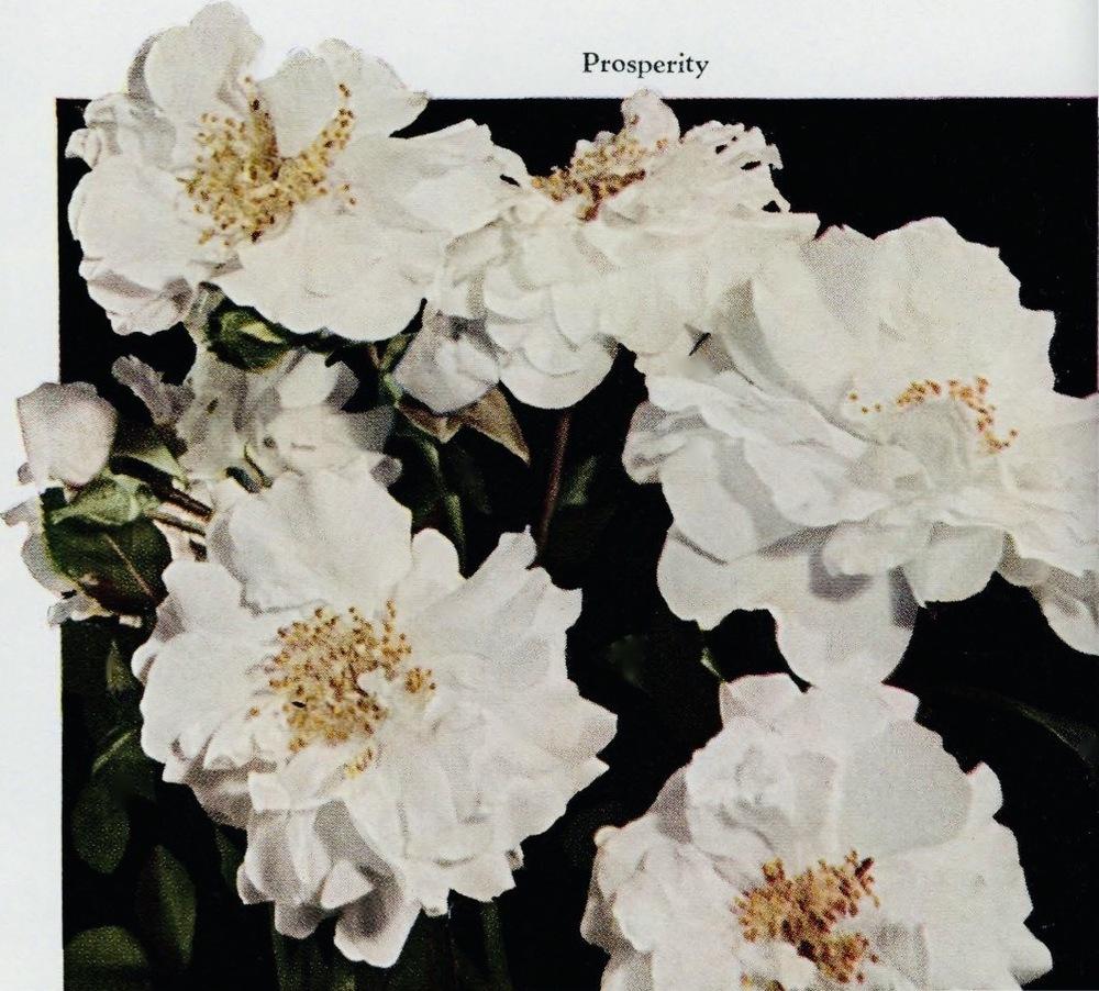 Photo of the documentation of Hybrid Musk Rose (Rosa 'Prosperity ...