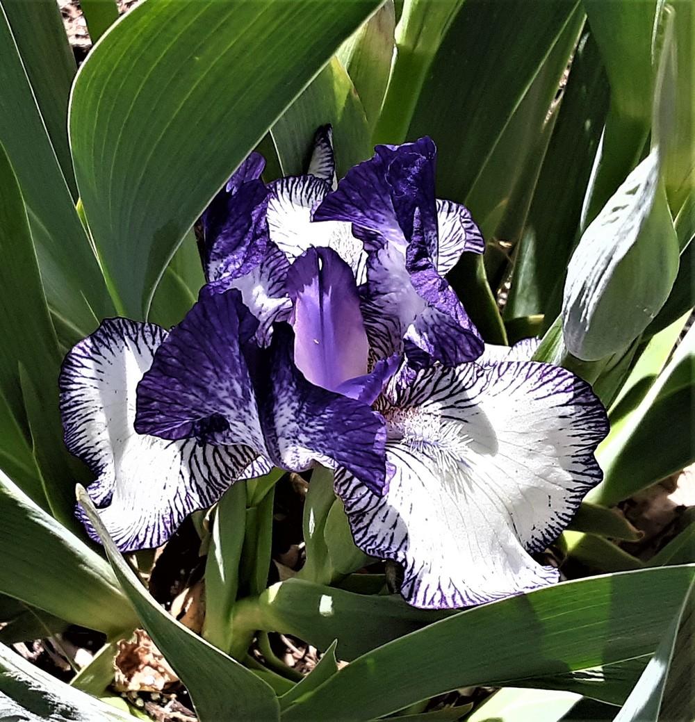Standard Dwarf Bearded Iris (Iris 'Attack Cat') in the Irises Database ...