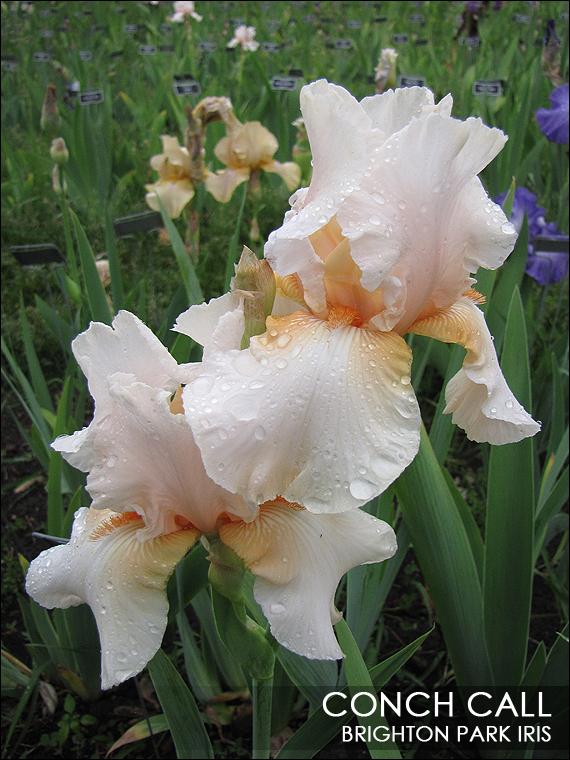 Tall Bearded Iris (Iris 'Conch Call') in the Irises Database - Garden.org