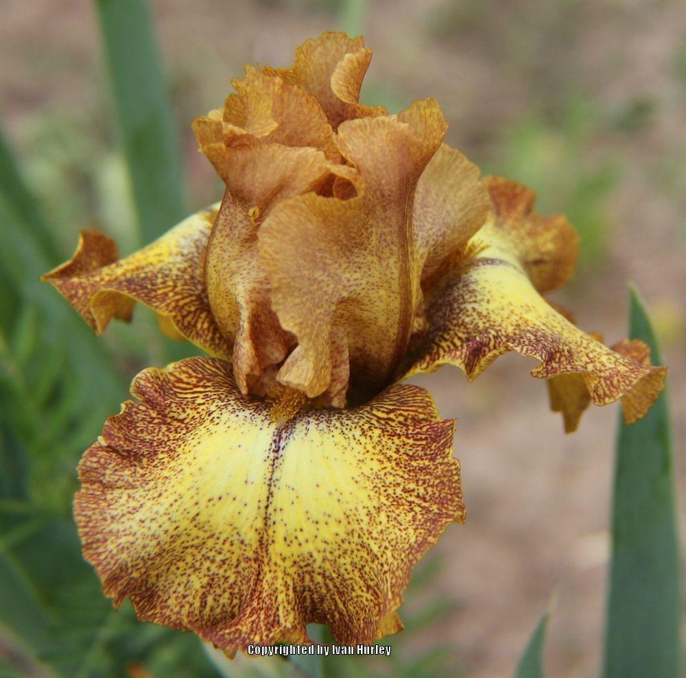 Tall Bearded Iris (Iris 'Camera Ready') in the Irises Database - Garden.org