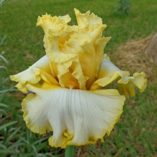 2021 Iris Season in the Irises forum - Garden.org