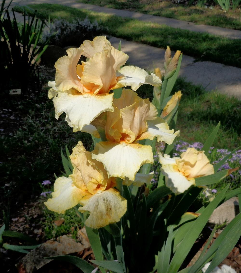 2021 Iris Season in the Irises forum - Garden.org