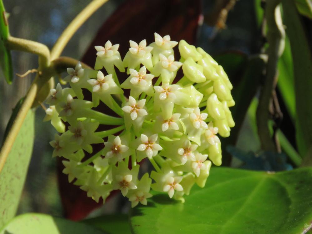 Hoyas: Plant Care and Collection of Varieties - Garden.org