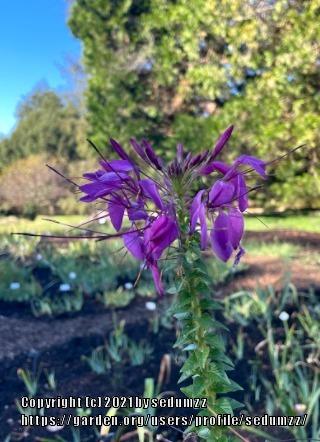 Spider Flower (Tarenaya houtteana 'Colour Fountain') - Garden.org