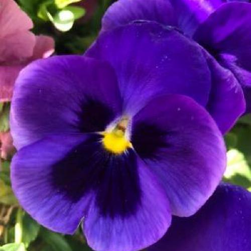 Pansy (Viola x wittrockiana Delta™ Premium Neon Violet) in the Violas ...