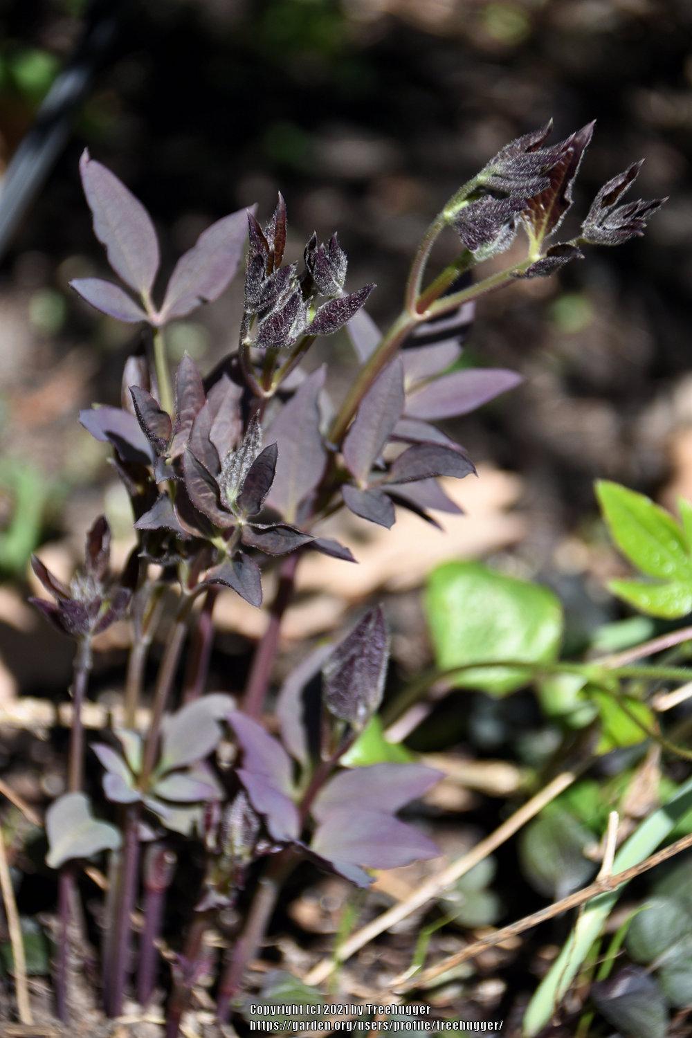 Clematis (Clematis recta 'Midnight Masquerade') in the Clematis ...