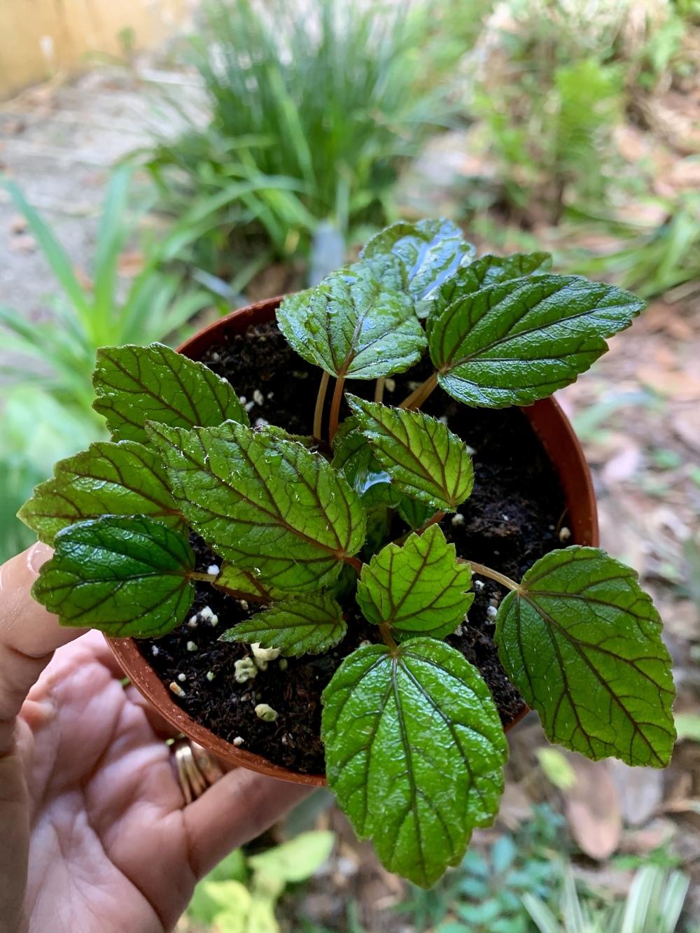 Begonia (Begonia abdullahpieei) in the Begonias Database - Garden.org