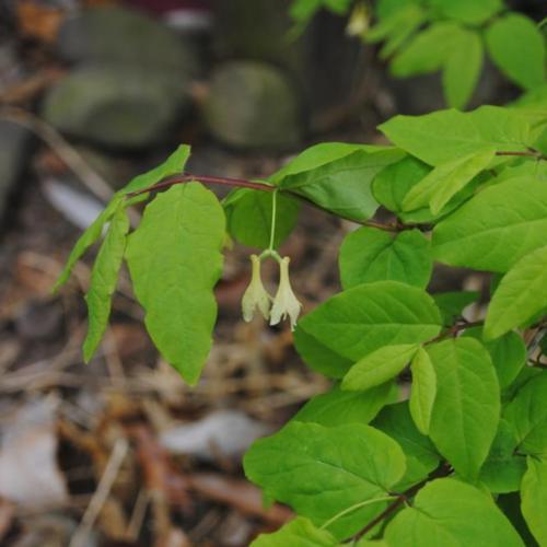 Fly Honeysuckle (Lonicera canadensis) in the Honeysuckles Database ...