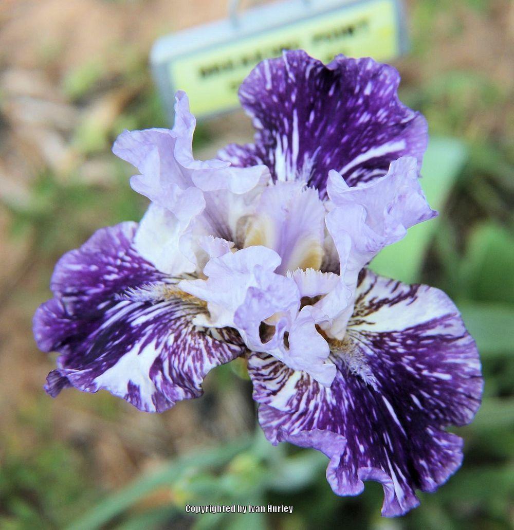 Tall Bearded Iris (Iris 'Breaking Point') in the Irises Database ...