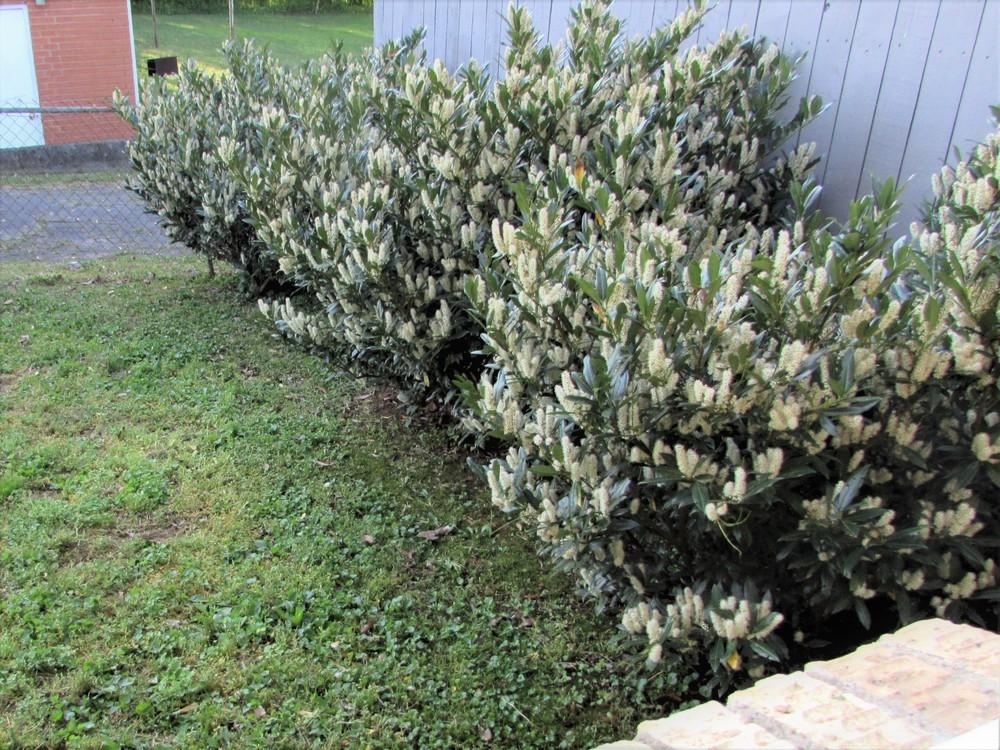 Photo of the entire plant of English Laurel (Prunus laurocerasus 'Otto ...