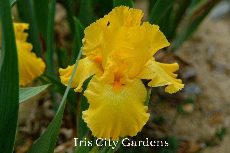 Tall Bearded Iris (Iris 'Summer Sunburst') in the Irises Database ...