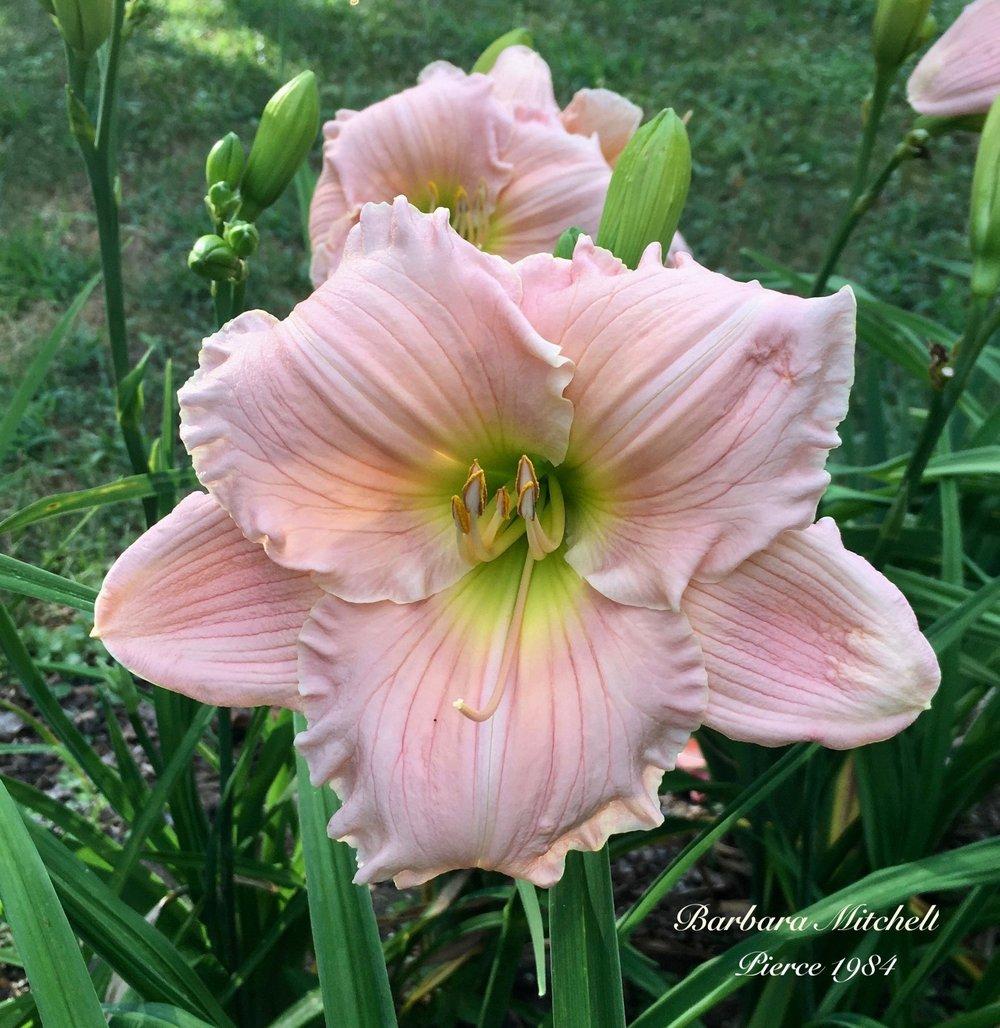 Daylily (Hemerocallis 'Barbara Mitchell') in the Daylilies Database ...