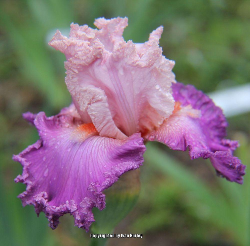 Tall Bearded Iris (Iris 'Straight Laced') in the Irises Database ...