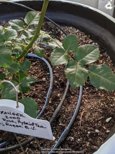 I need help installing a drip irrigation system for my roses in the ...