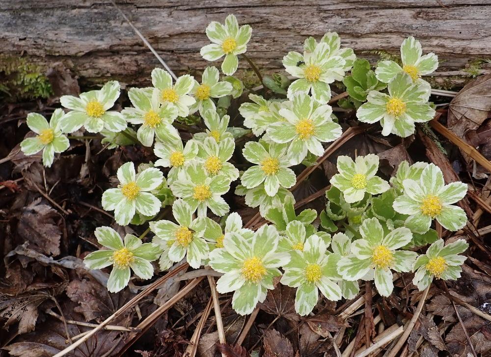 Sanicula epipactis 'Thor' - Garden.org