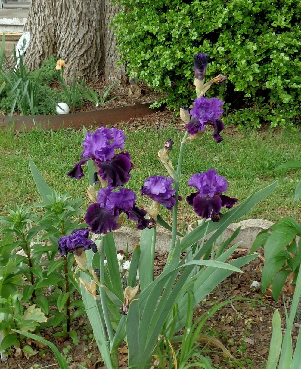 Photo of the entire plant of Tall Bearded Iris (Iris 'Midnight Seas ...