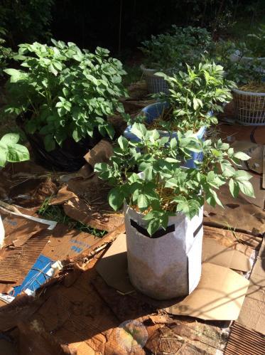 using straw to grow potatoes in a large pot in the Ask a Question forum ...