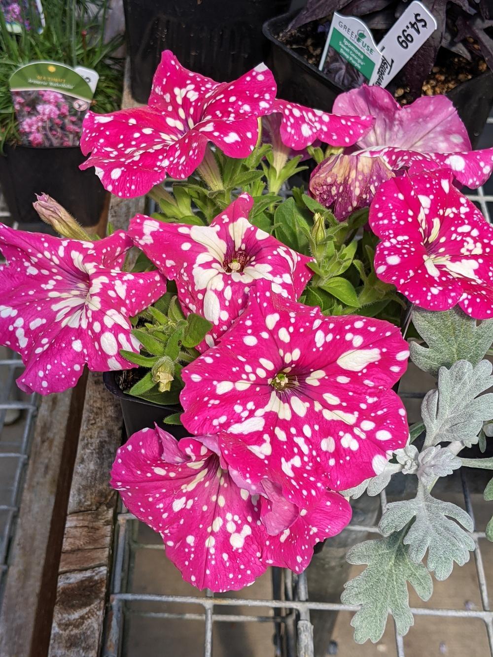 Photo of the bloom of Petunia Headliner™ Pink Sky posted by Joy ...