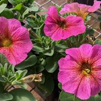 Photo of the entire plant of XPetchoa SuperCal® Premium Sunray Pink ...