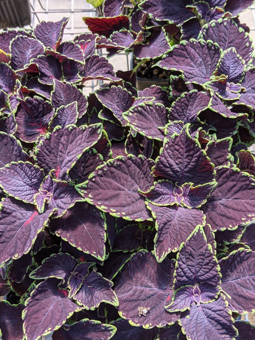Photo of the entire plant of Coleus (Coleus scutellarioides Main Street Abbey Road™) posted by ...