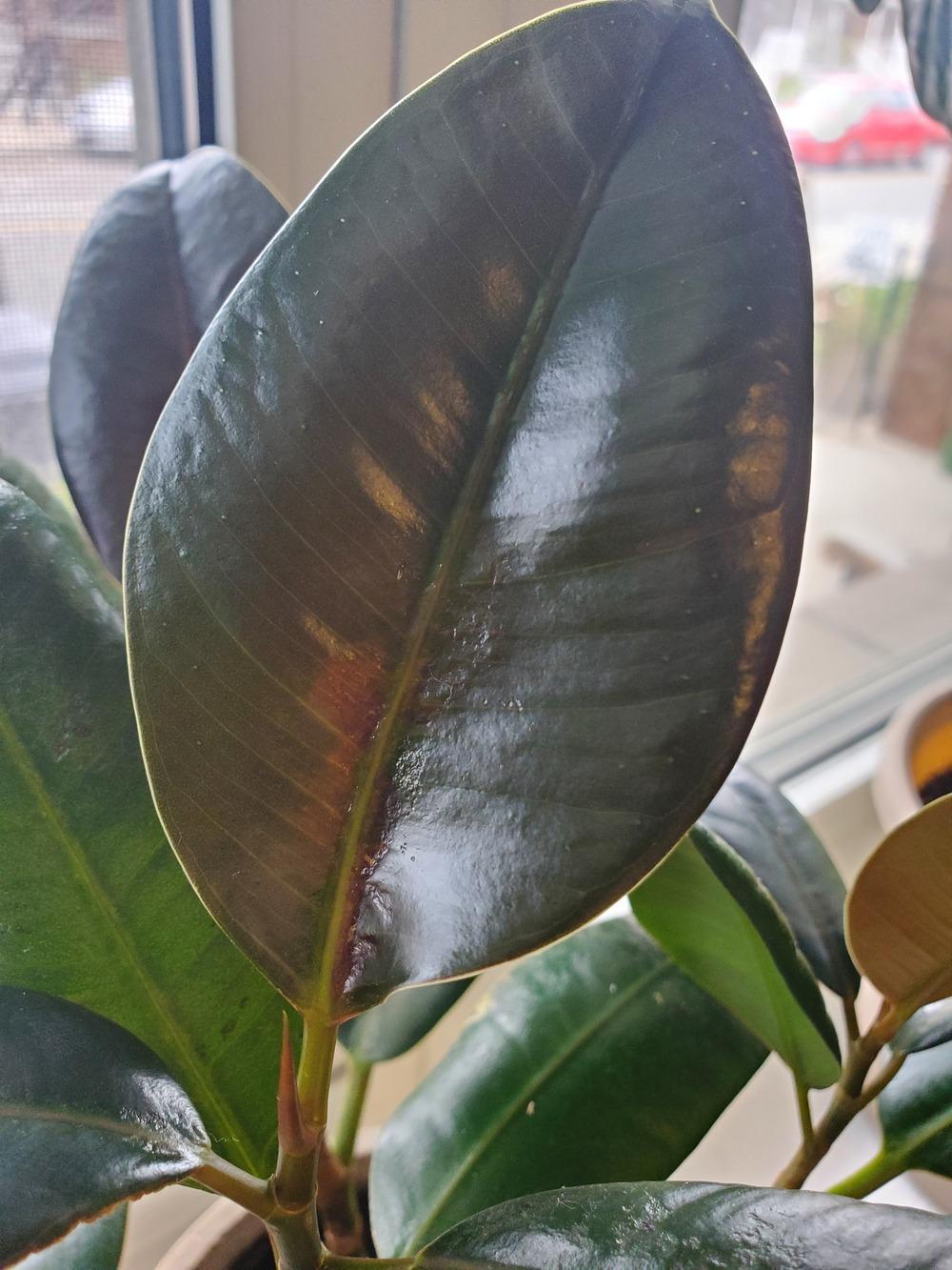 What's up with my ficus elastica? in the Pests and Diseases forum ...