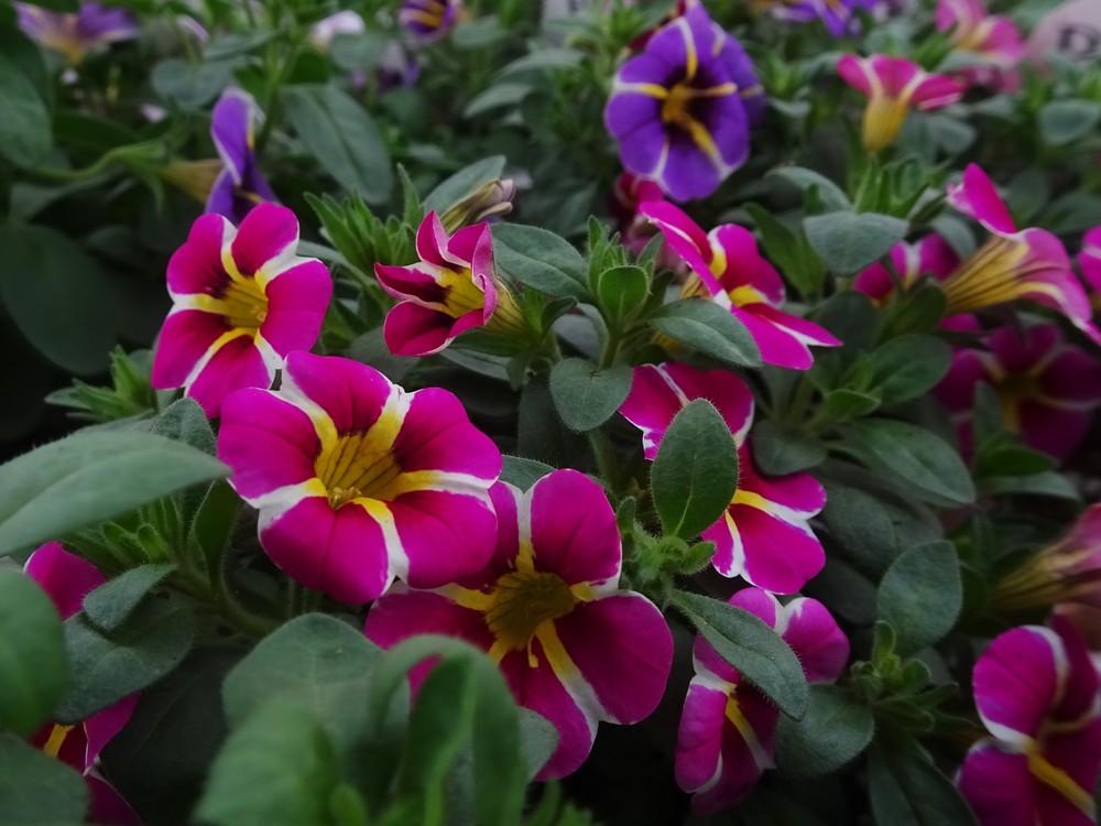 Calibrachoas: Plant Care and Collection of Varieties - Garden.org