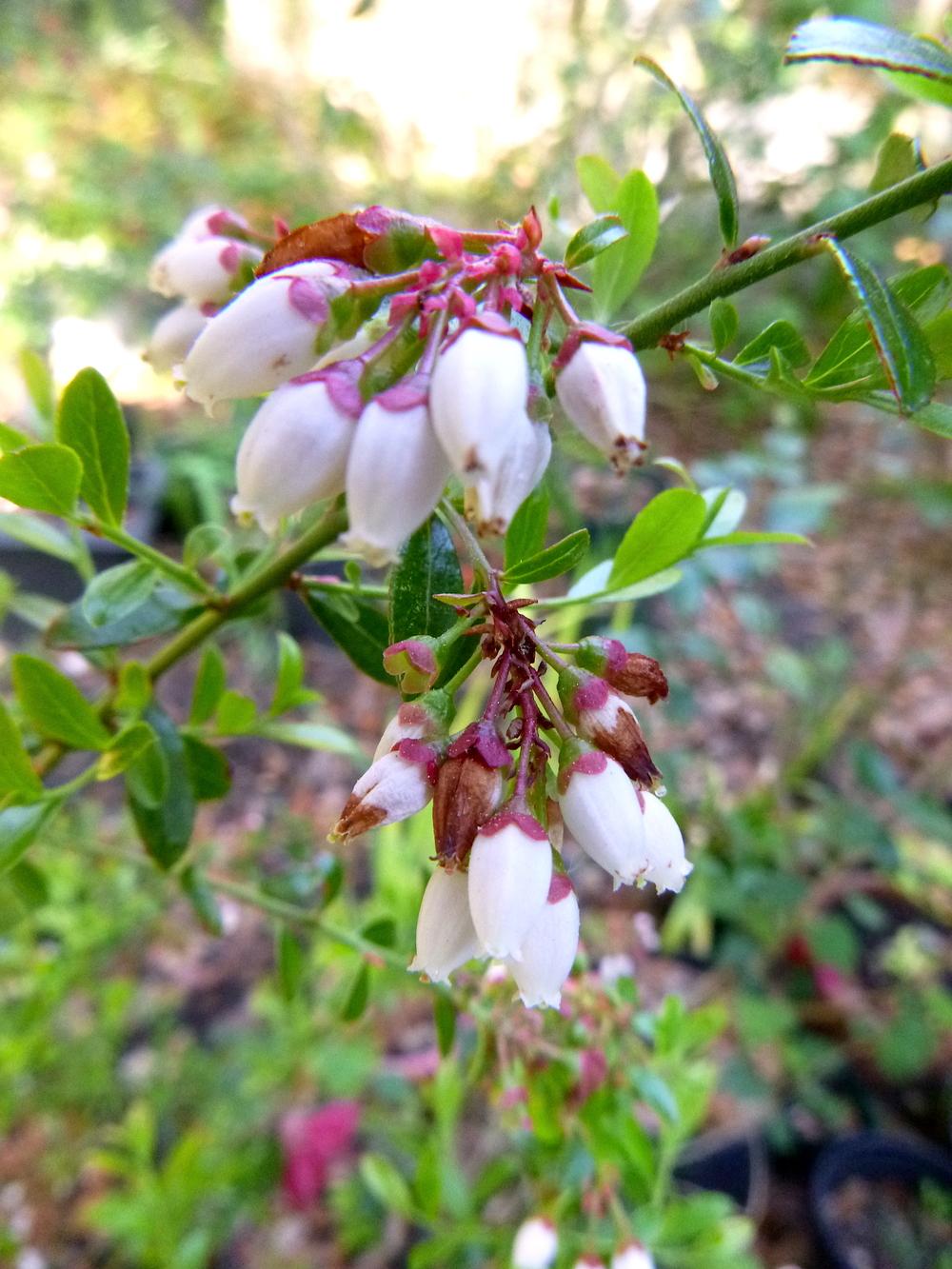 Shiny blueberry (Vaccinium myrsinites) - Garden.org