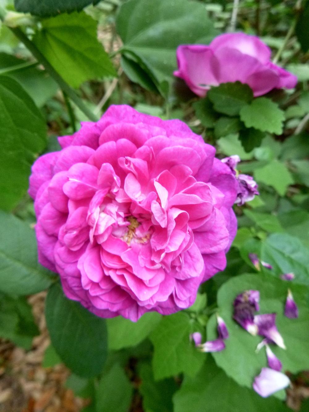 Gallica Rose (Rosa 'Canary Island Gallica') in the Roses Database ...