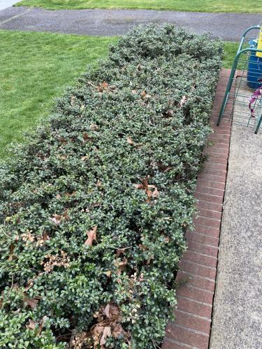 Hedge Identification in the Plant ID forum - Garden.org