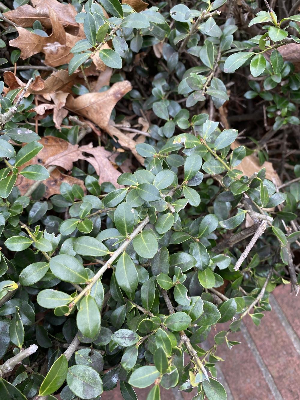 Hedge Identification in the Plant ID forum - Garden.org