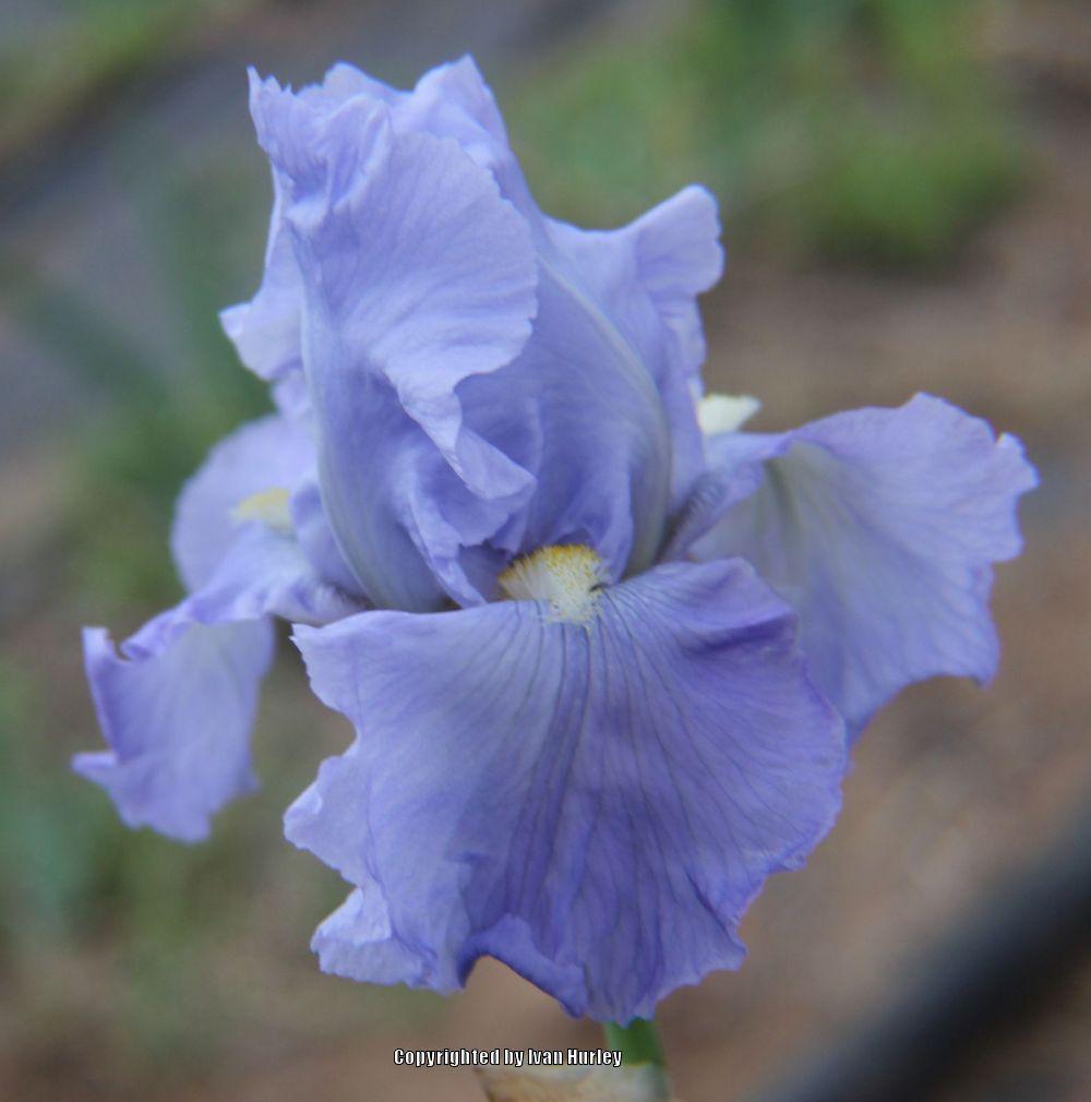 Tall Bearded Iris (Iris 'Pop O'Sha') in the Irises Database - Garden.org