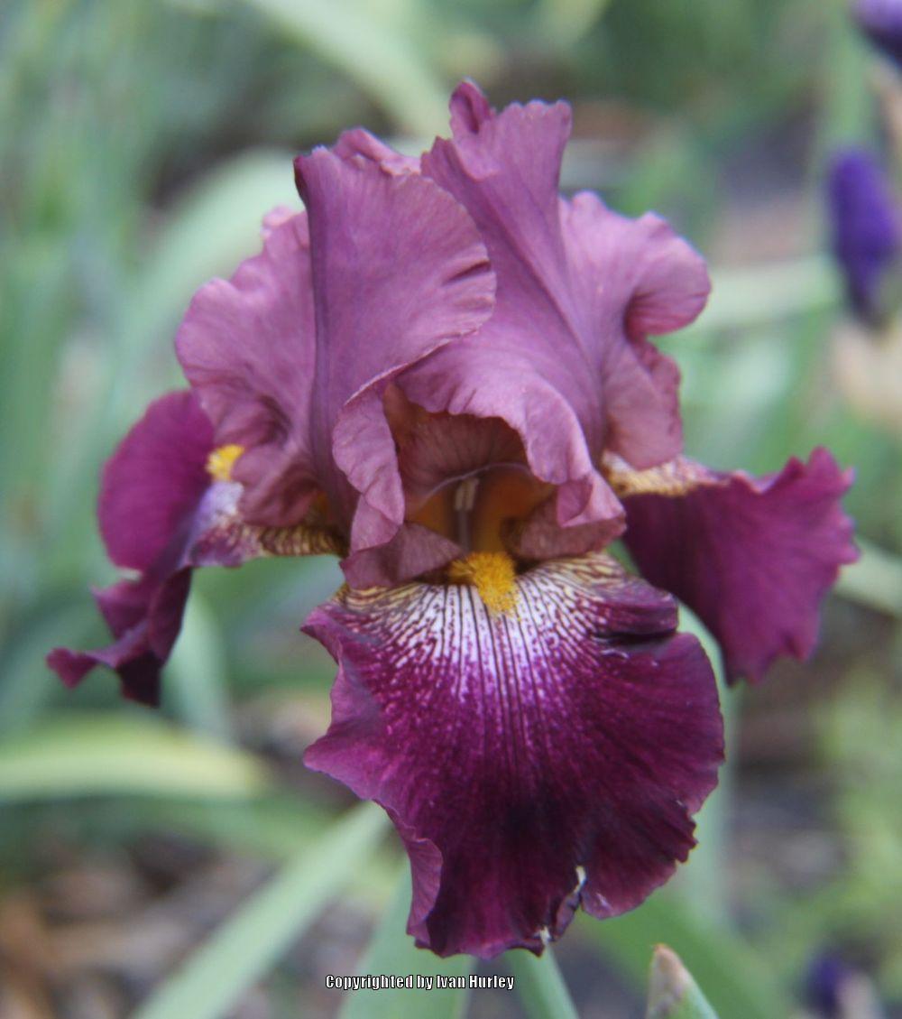 Tall Bearded Iris (Iris 'By His Stripes') in the Irises Database ...