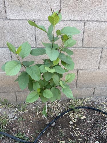 Weed? Or tree? in the Plant ID forum - Garden.org