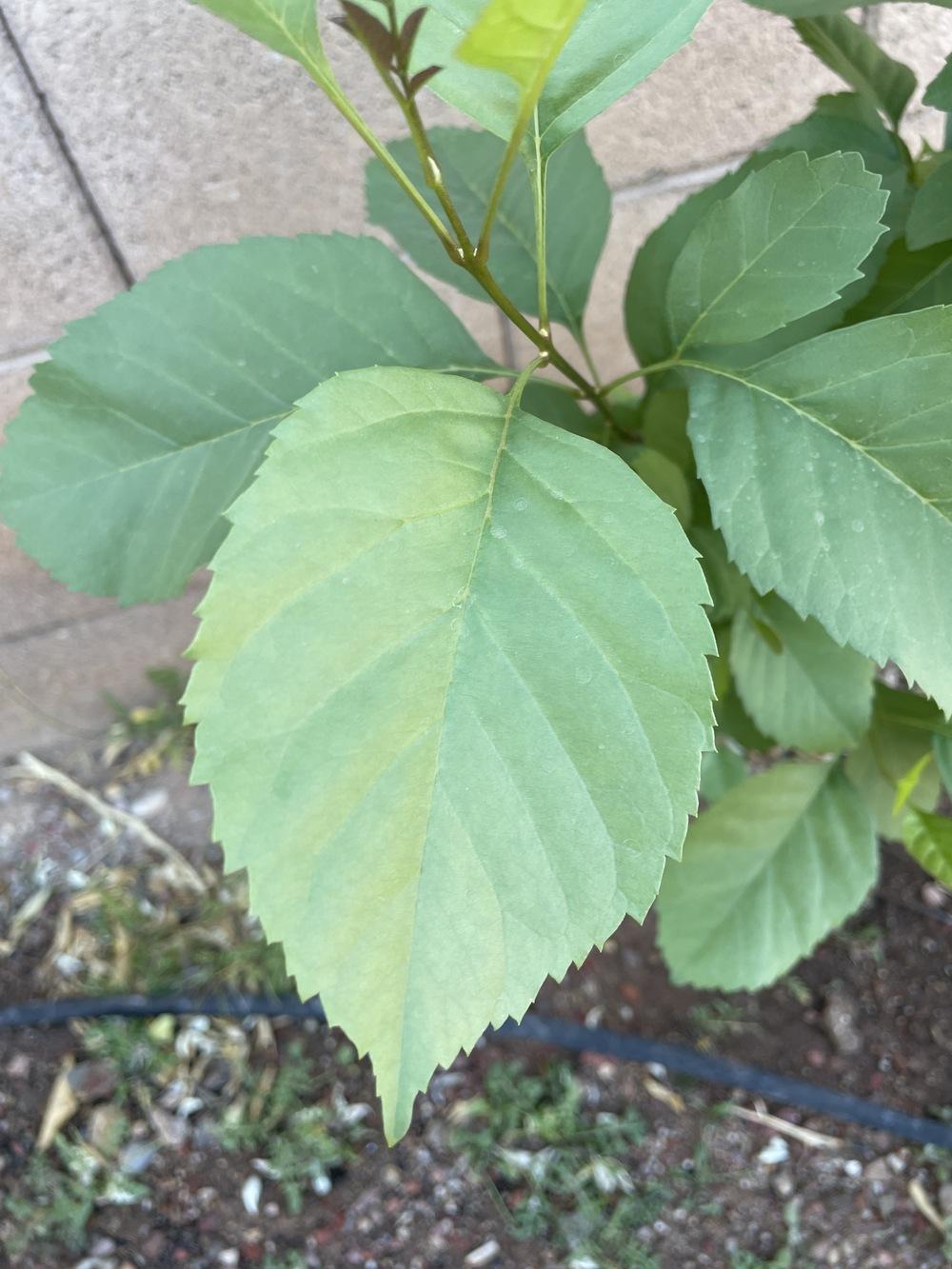 Weed? Or tree? in the Plant ID forum - Garden.org