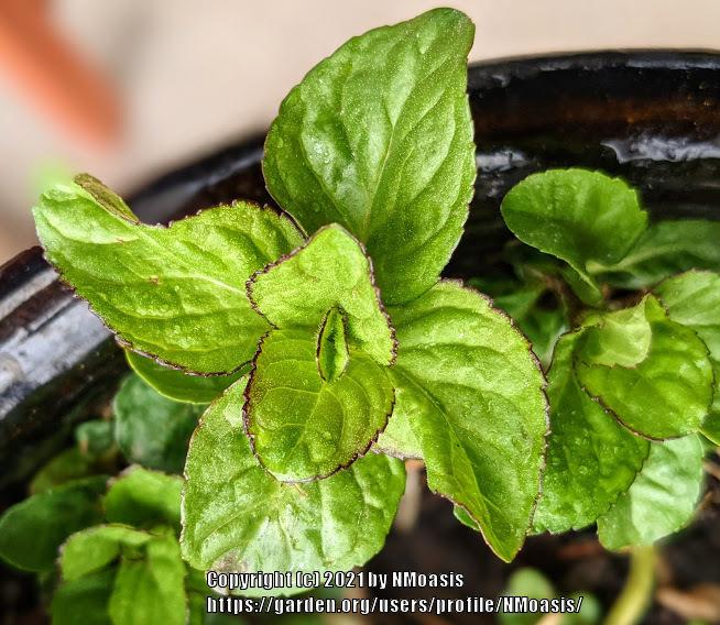 Mint (Mentha x piperita 'Eau-de-Cologne') in the Mints Database ...