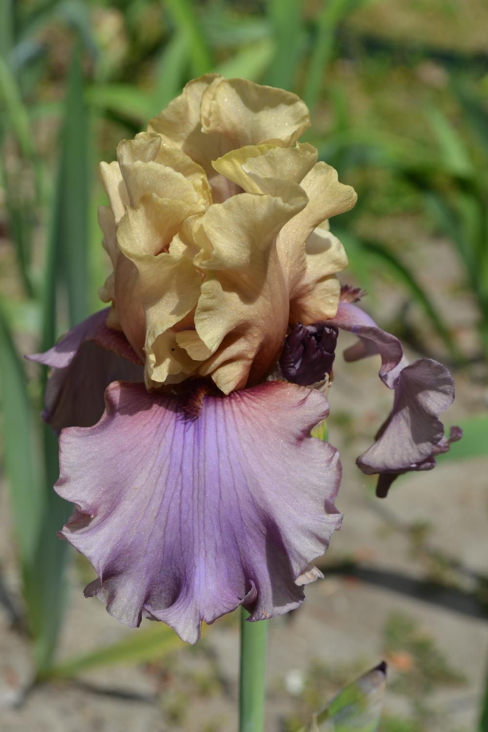 Photo of the bloom of Tall Bearded Iris (Iris 'Dance with Dragons ...