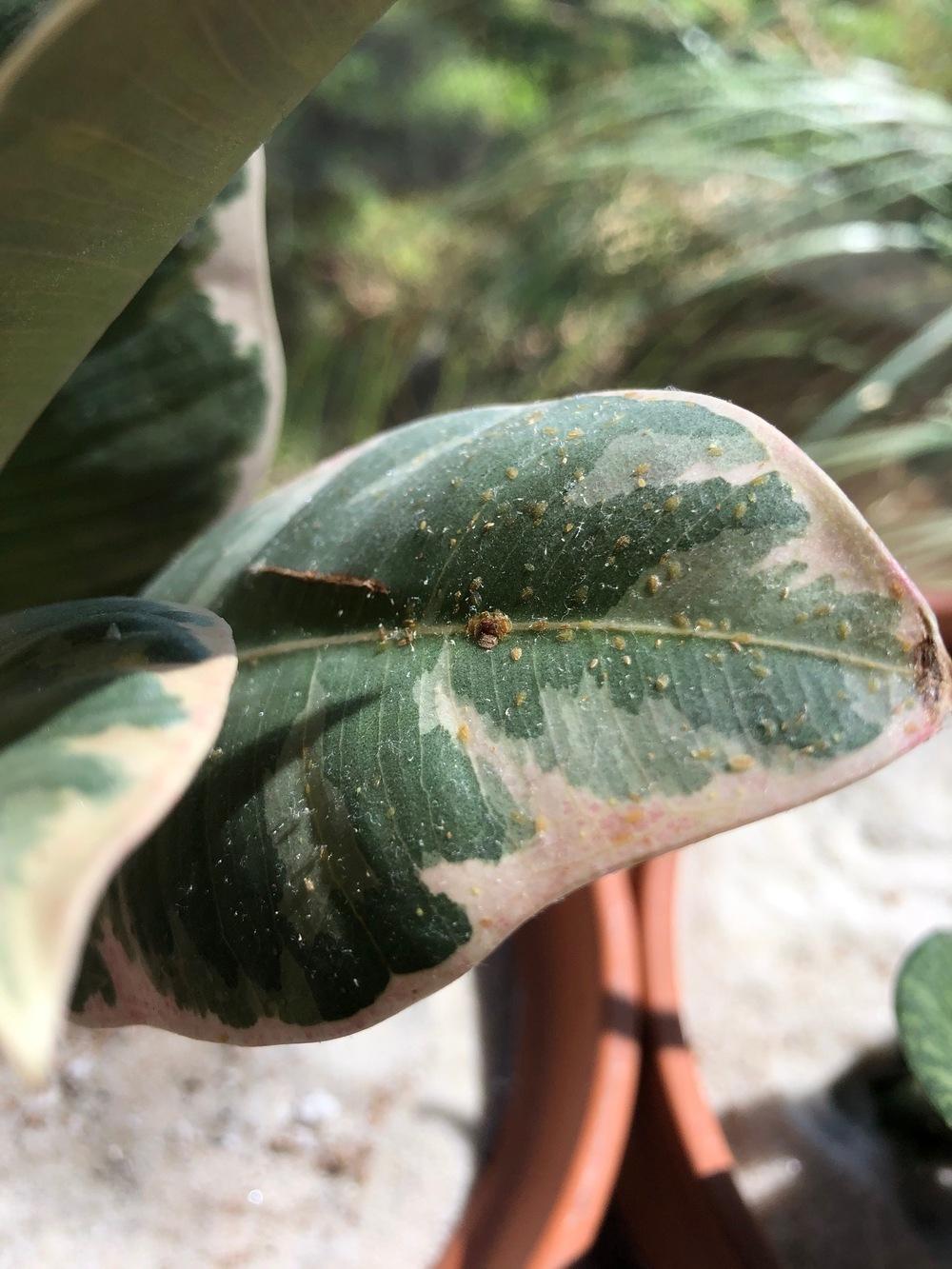 Rubber plant pests? (Please Help!) in the Ask a Question forum - Garden.org