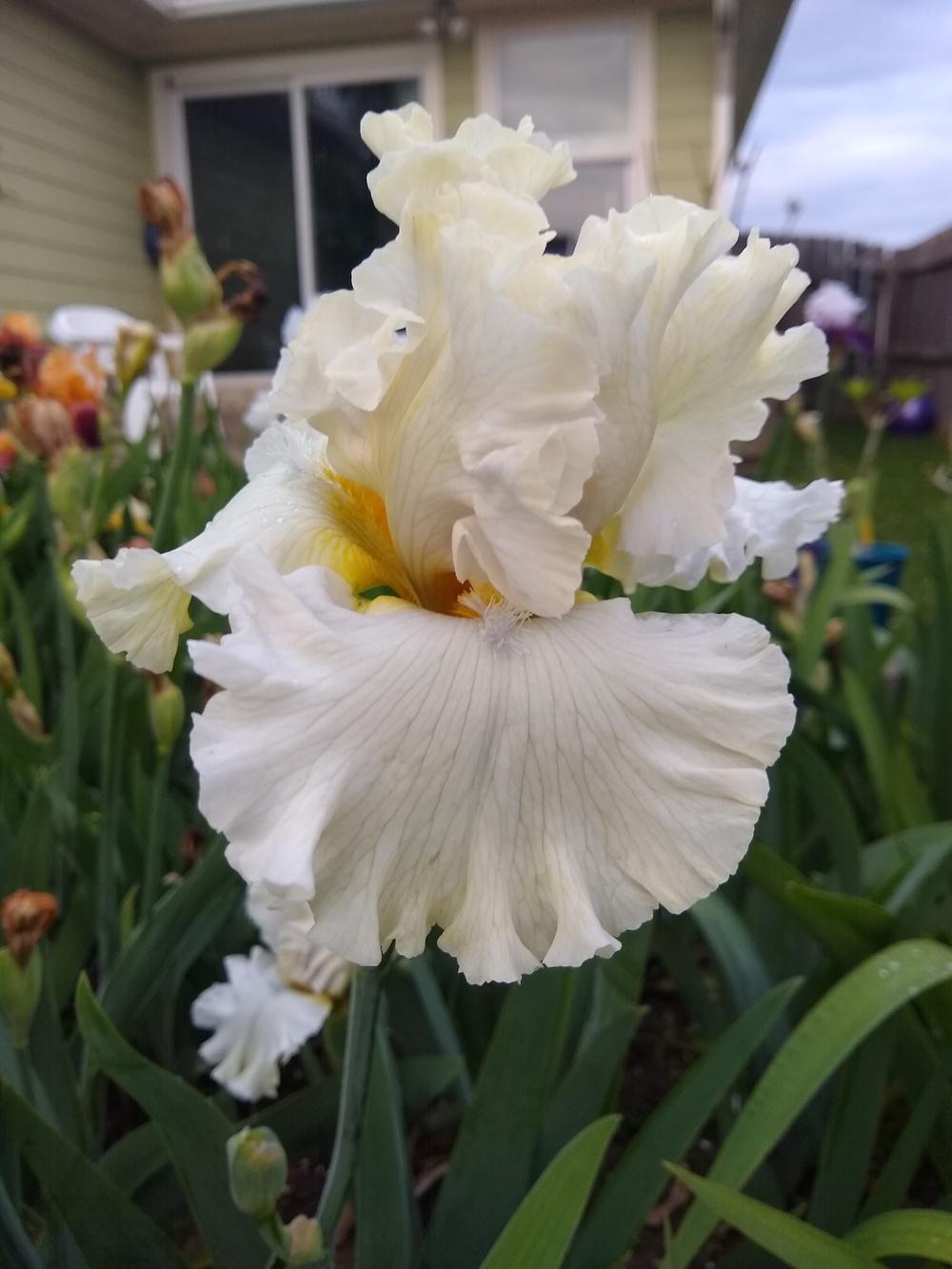Tall Bearded Iris (Iris 'Lemon Cheesecake') in the Irises Database ...