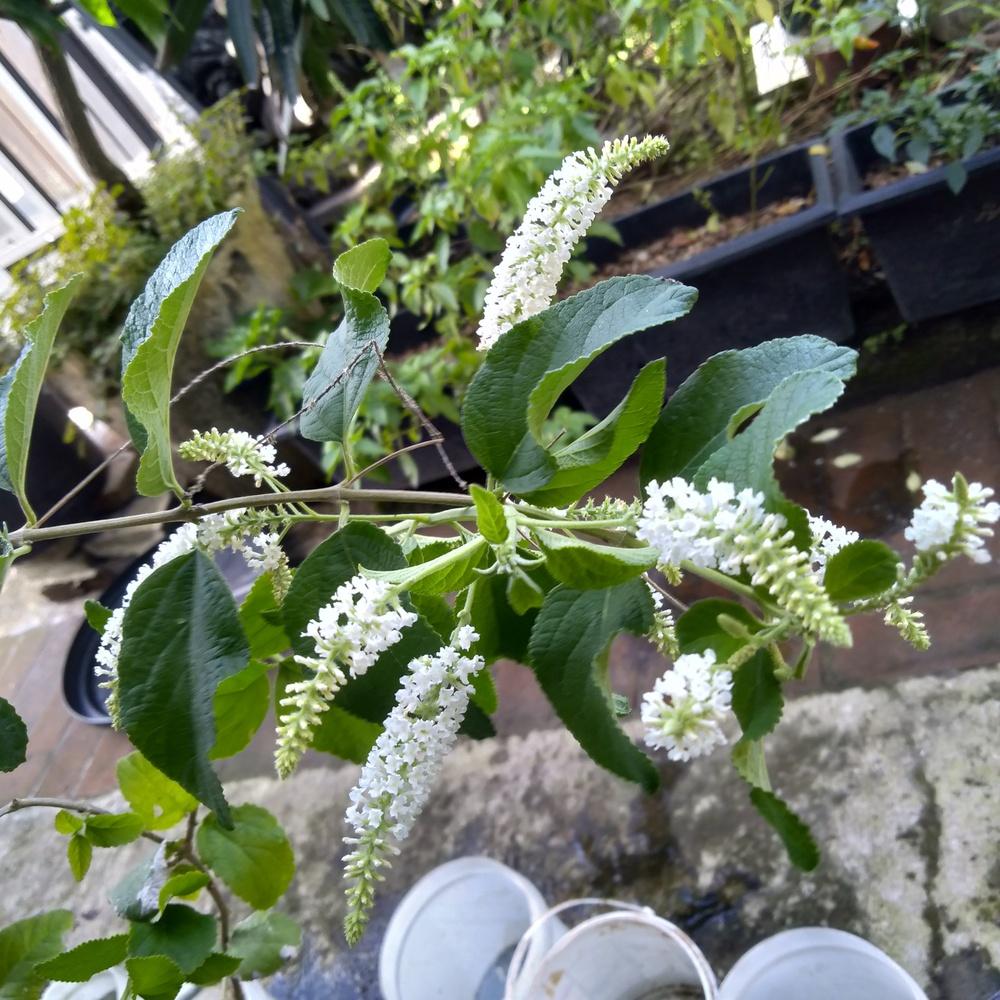 Butterfly Bush (Buddleja asiatica) in the Butterfly Bushes Database ...